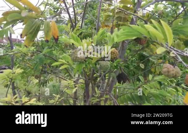 Custard apple tree Stock Videos & Footage - HD and 4K Video Clips - Alamy