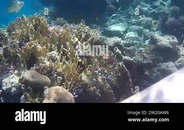 Underwater shooting of the fishes and reef in red sea Stock Video ...