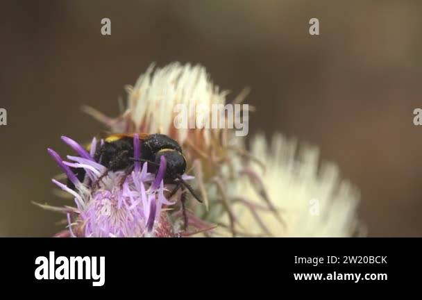 Cicada killer, Sphecius speciosus in family Crabronidae or cicada hawk ...
