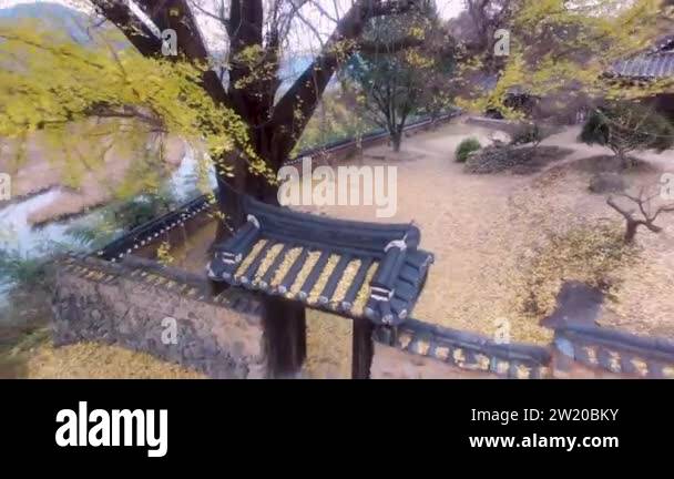 Traditional south korean tree Stock Videos & Footage - HD and 4K Video ...