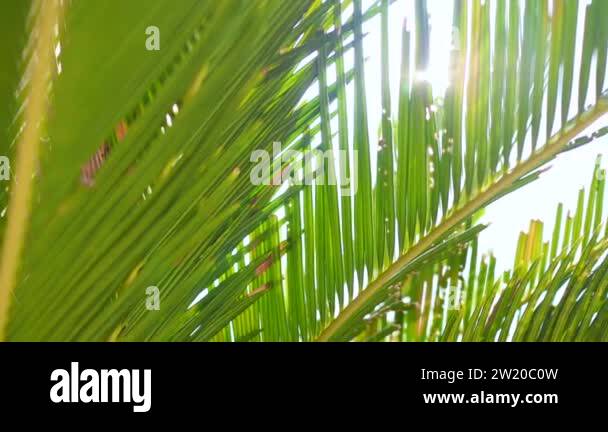 Tropical green leave of coconut palm trees with sunlight Stock Video ...