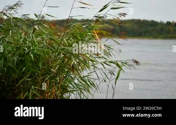 Flooding in a Typhoon with rain. Wild water nature in the rainy and ...