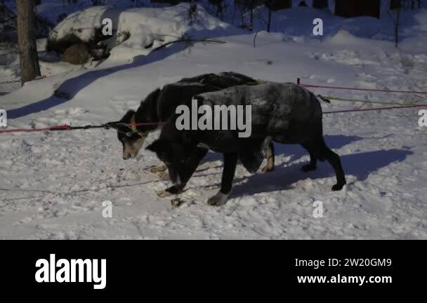 Two husky dogs tied to a rope and a sleigh eating meat in Finland at ...
