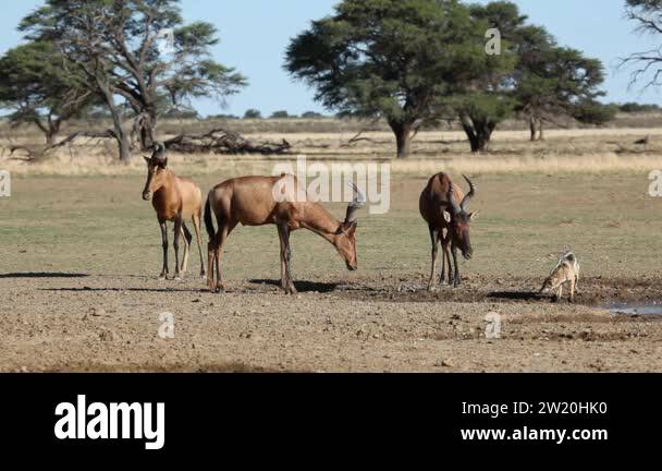 Red jackal Stock Videos & Footage - HD and 4K Video Clips - Alamy