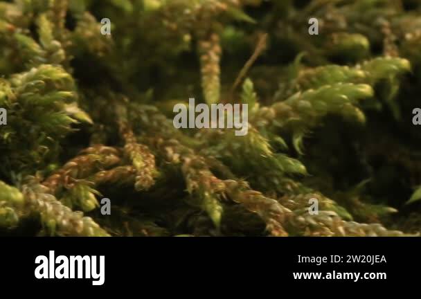 Bryophyta bryophyte moss plant Stock Videos & Footage - HD and 4K Video ...