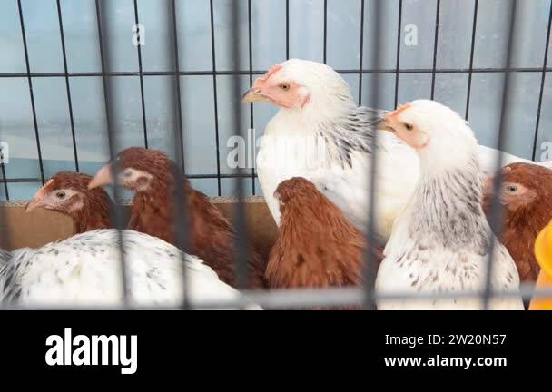 Group of chickens in cage in poultry farm. A flock of domestic chicken ...