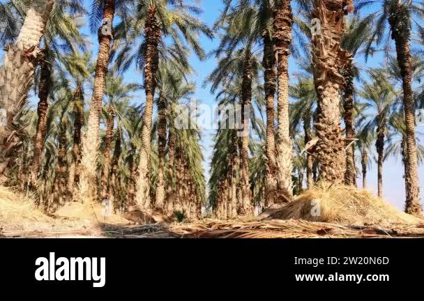 Grove of date palms in the Dead Sea region. Dry soil and tall beautiful ...