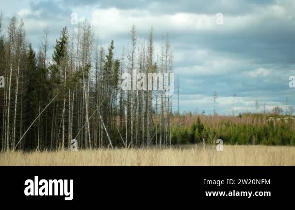 Spruce bast bark wood beetle pest Ips typographus infestation, spruce ...