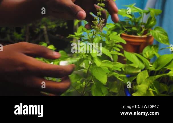 Human hand picking up Holy leaves at holy basil plant or tulsi plant ...