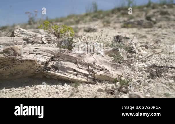 Petrified forest in which tree trunks have fossilized. Silicified trunk ...