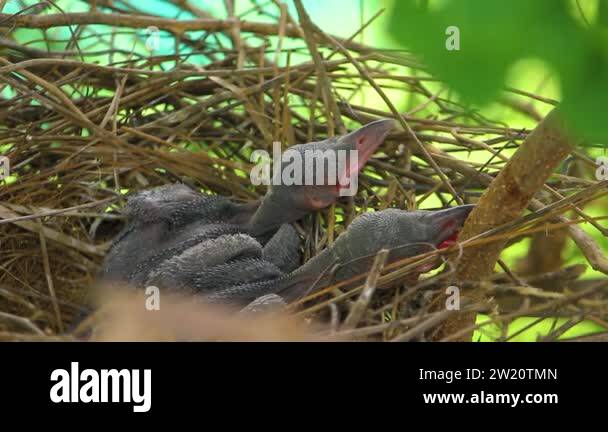 Baby crow is lying in the nest and hatching waiting for their mother ...