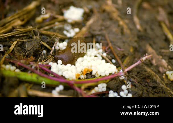 Spanish slug eggs nest hatchery hatch pest Arion vulgaris egg-laying ...