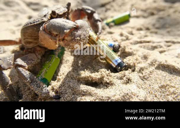 Sea crab hold discarded lithium battery on polluted marine beach ...