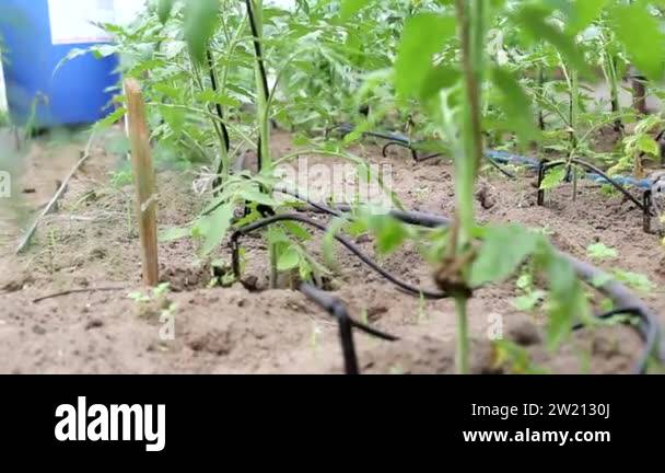 Tomatoes in the greenhouse are watered using drip irrigation. Modern ...