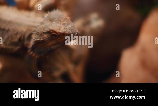 Bearded dragon, also known as Pogona, sitting on a rock. This reptile ...
