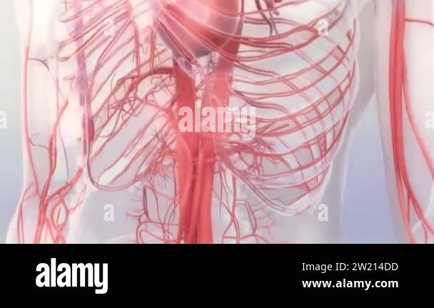 Representation on the human body. Cardiovascular system 3D Animation ...