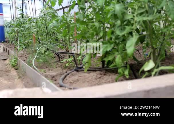 Tomatoes in the greenhouse are watered using drip irrigation. Modern ...