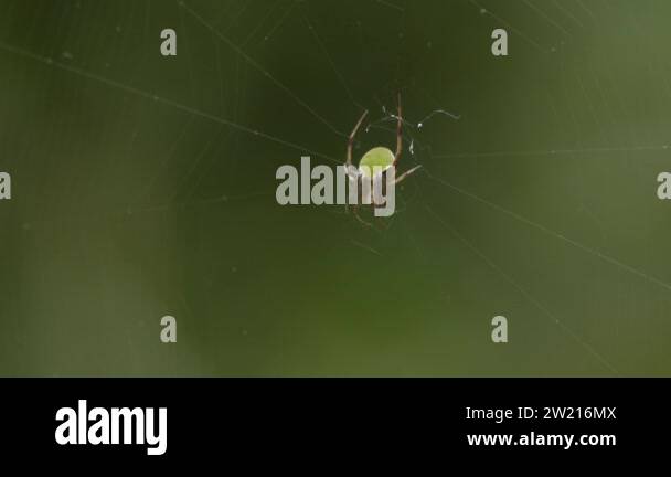 Ground spider web Stock Videos & Footage - HD and 4K Video Clips - Alamy
