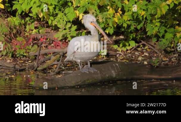 Dalmatian pelican (Pelecanus crispus) is the largest member of the ...