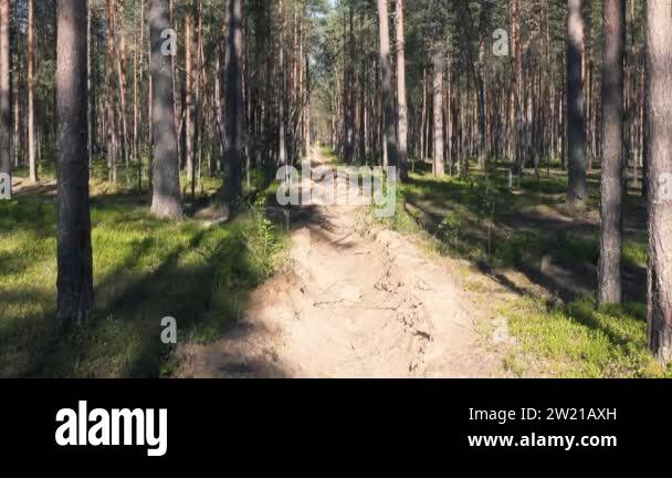 Forest protection strip passes through pine forest and is designed stop ...