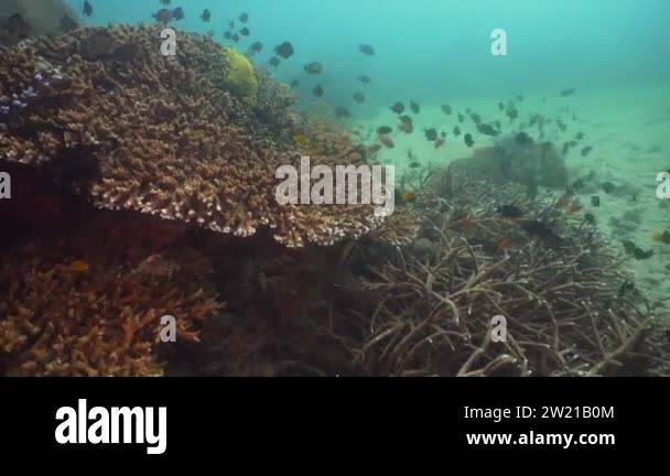 coral reef and tropical fish philippines mindoro Stock Video Footage ...