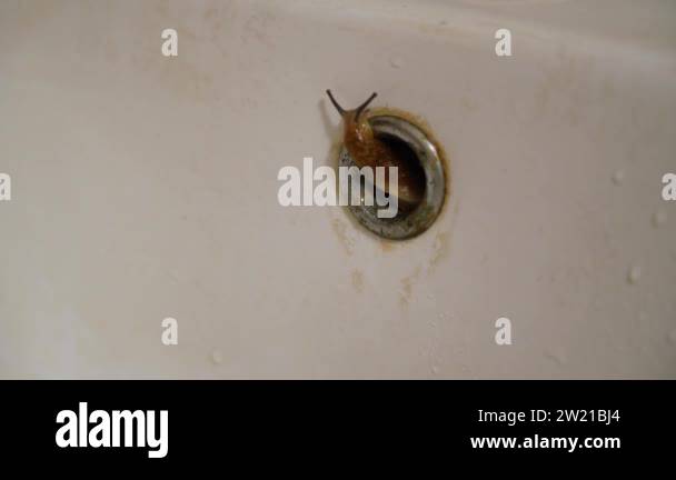 A vile scary brown slug climbs out of a rusty metal drain hole in a ...