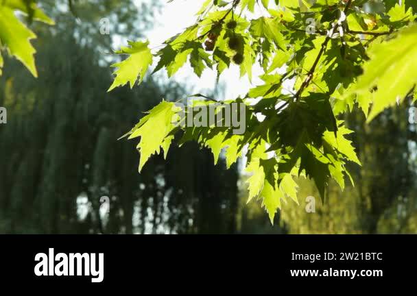 Plane tree seeds Stock Videos & Footage - HD and 4K Video Clips - Alamy