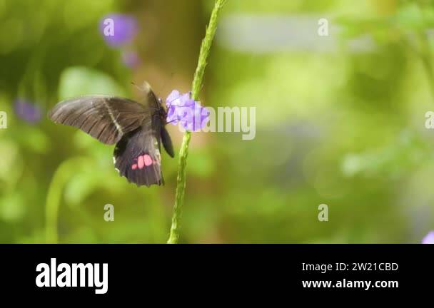 The Ruby-Spotted Swallowtail or Red-Spotted Swallowtail (Papilio ...