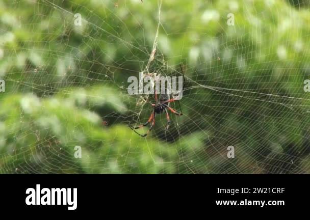 Spiders of south africa Stock Videos & Footage - HD and 4K Video Clips ...