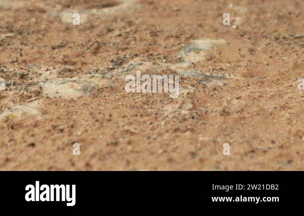 Sensitive soil Stock Videos & Footage - HD and 4K Video Clips - Alamy
