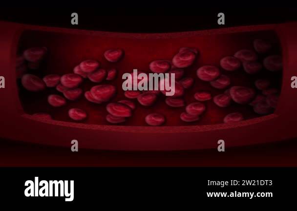 Human circulatory system. 3D loop animation of human blood vessel with ...