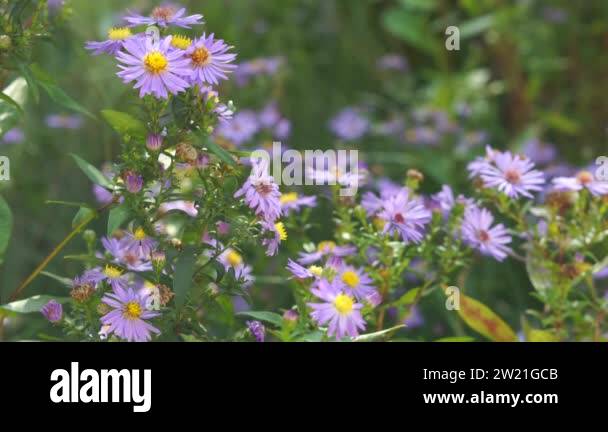 Glaucous leaf Stock Videos & Footage - HD and 4K Video Clips - Alamy