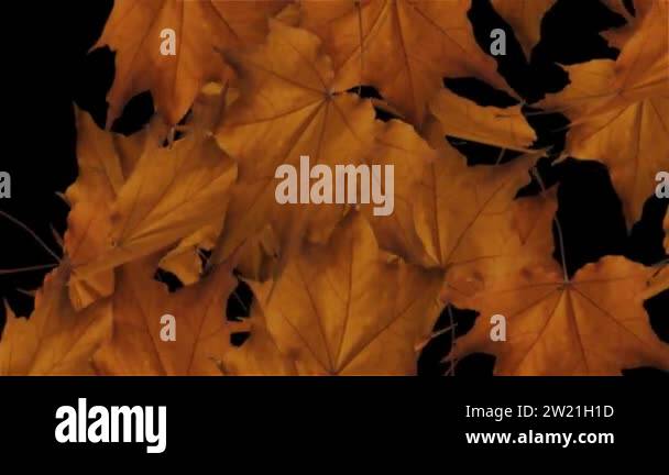 Leaf fall animation with wind. Autumn maple, leaves falling loop 4k ...