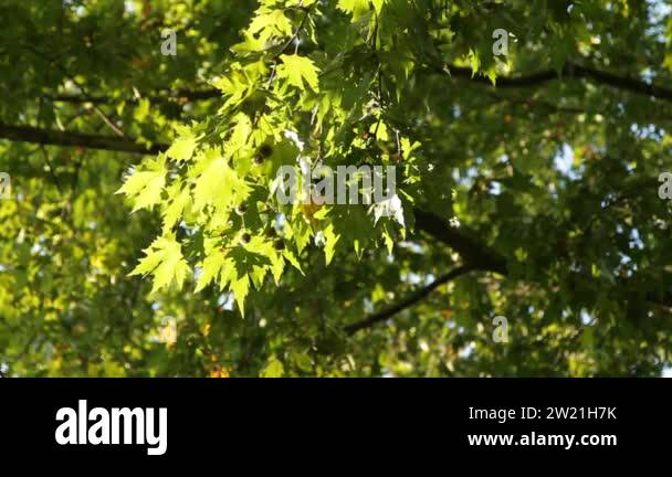 Sycamore seed pod Stock Videos & Footage - HD and 4K Video Clips - Alamy