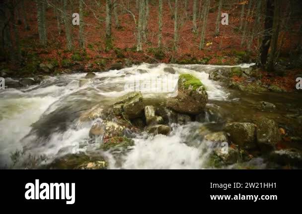 High beech Stock Videos & Footage - HD and 4K Video Clips - Alamy