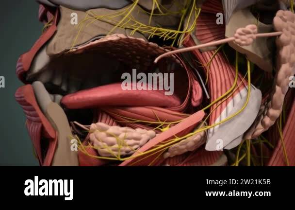 3D Medical Anmated Human mouth tongue and muscles Stock Video Footage ...