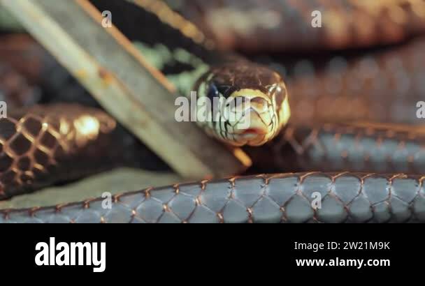 Spilotes pullatus, commonly known as the caninana,chicken snake,yellow ...