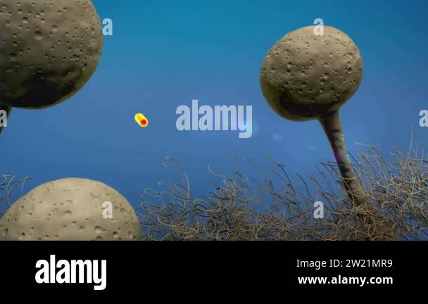 antibiotic action on the fungus infections, antibiotic and fungal ...