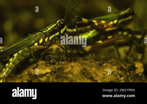 Grasshoppers close Stock Videos & Footage - HD and 4K Video Clips - Alamy