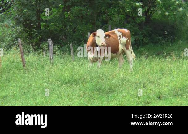 Alpine cow shakes the flies off his body with his head, ears and tail ...