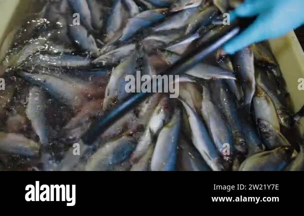 Pour water into a bucket with fish. Fish Processing Plant at modern ...