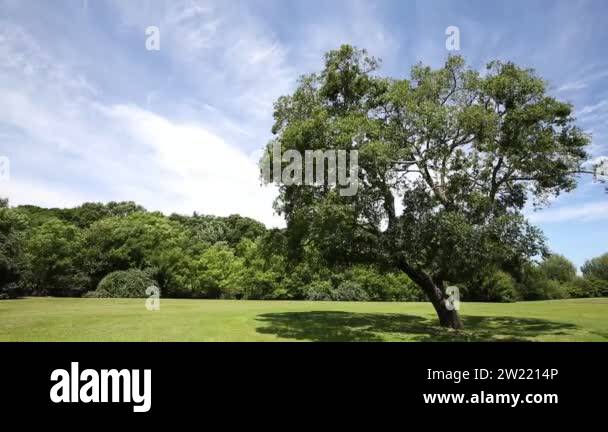 Grass field with tree Stock Videos & Footage - HD and 4K Video Clips ...