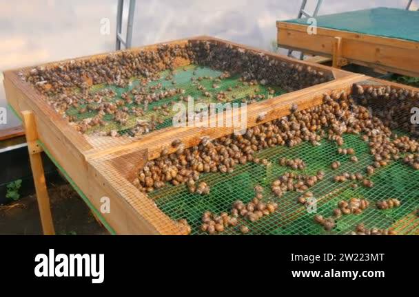 A large number of snails on a snail farm are washed with water before ...