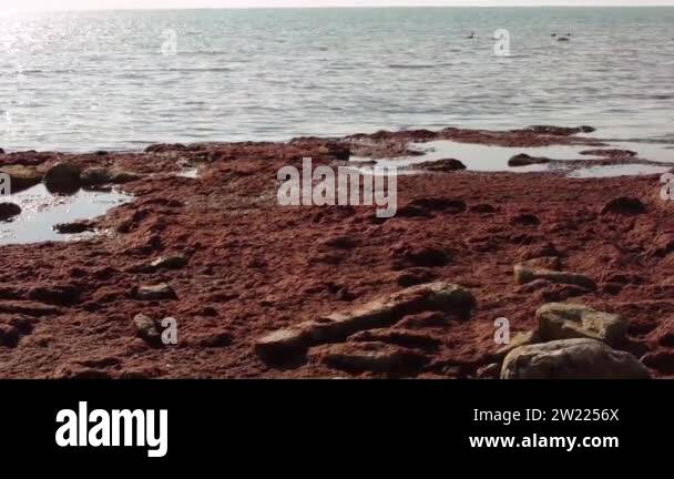 Pink algae Stock Videos & Footage - HD and 4K Video Clips - Alamy