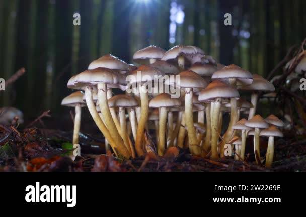 Moving cluster Stock Videos & Footage - HD and 4K Video Clips - Alamy