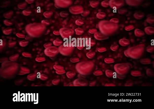 Red blood cells floating through blood and circulating in the vessels ...