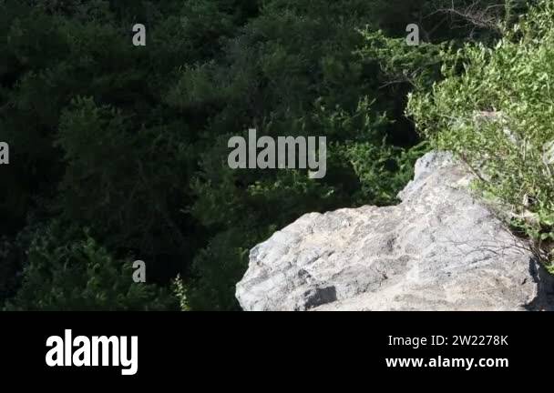 The wind is blowing on the cliff with the rocks and tree. With green ...