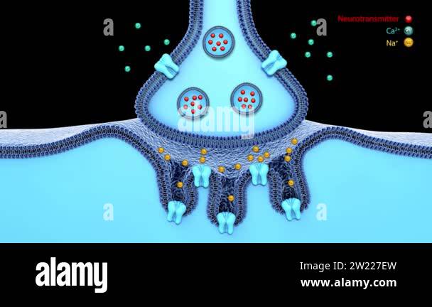 Synapse neuron Stock Videos & Footage - HD and 4K Video Clips - Alamy