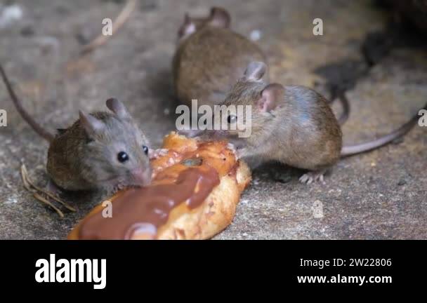 The house mouse is a small mammal of the order Rodentia ...