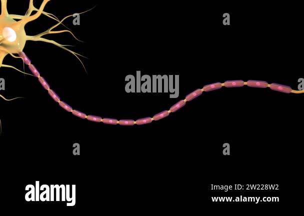 Human neuron Stock Videos & Footage - HD and 4K Video Clips - Alamy